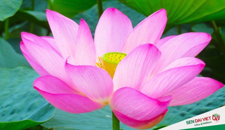 Khám Phá Tác Dụng Kỳ Diệu Của Hoa Sen | Sen Đại Việt